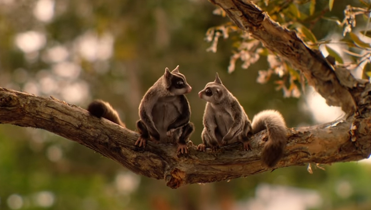 Optus Launches an Adorable Australian Glider Backed Campaign | Branding ...